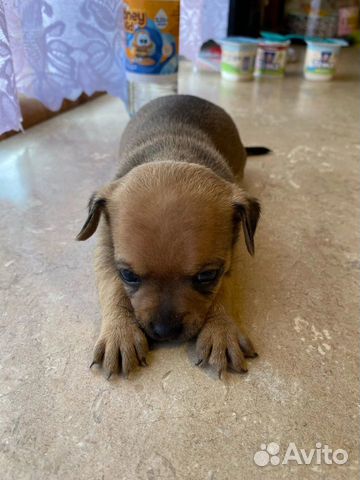 Мини той-терьер