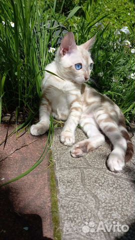 Котик снежного бенгала
