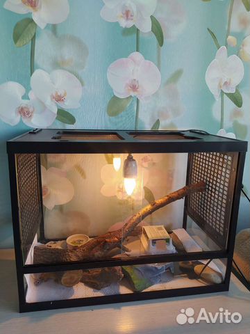 Эублефары с террариумом и аксессуарами