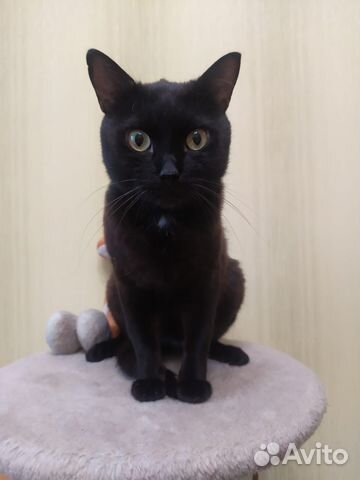 Котик 6-7мес