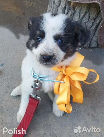 Щенок в добрые руки