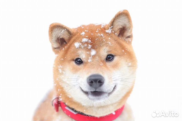 Сиба-ину по кличке Кинай ищет дом