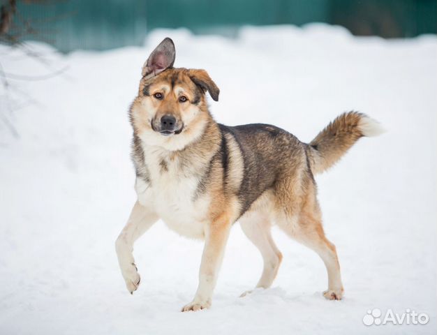 Метис лайки