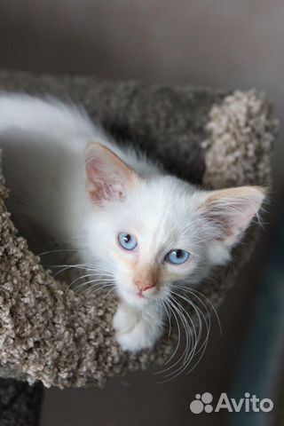 Котенок мальчик