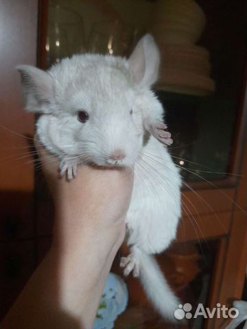 Шиншилла