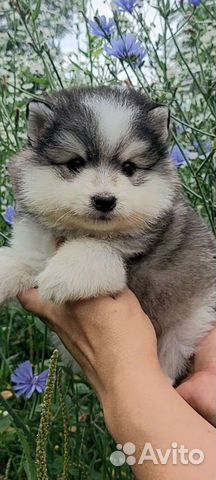 Помски щенки