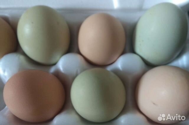 Яйца на инкубацию