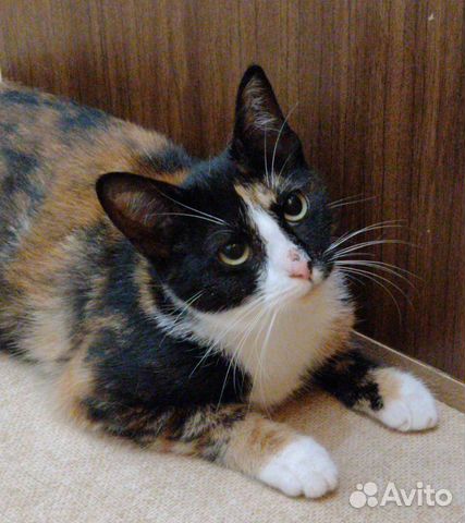 Котёнок в дар