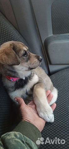 Щенок беспородный