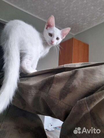 Отдам кота в добрые руки