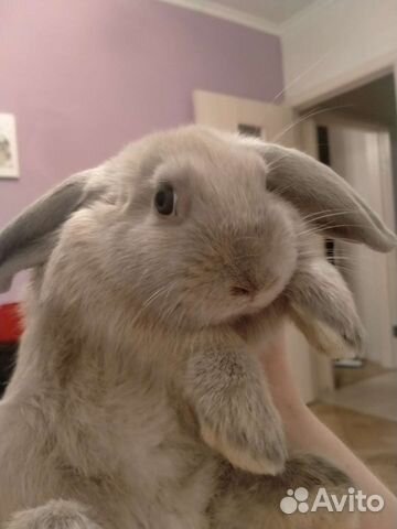 Крольчата вислоушки персиковые