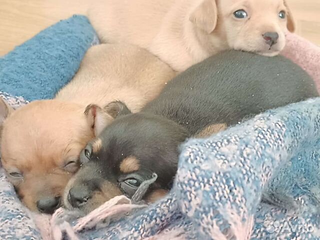 Мини той-терьер