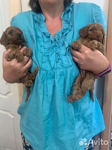 Той пудель щенки