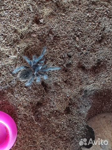 Паук Lasiodora parahybana бесплатно