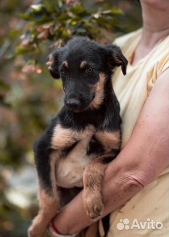 Отдам небольшого щенка Рулета в дар