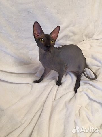 Донской сфинкс