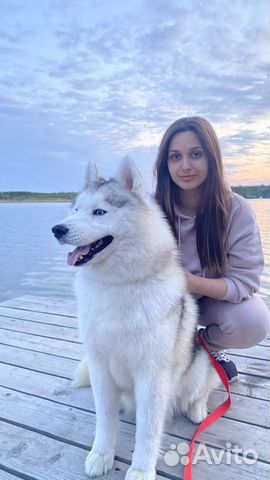 Красивый и улыбчивый хась (хаски сибирский)