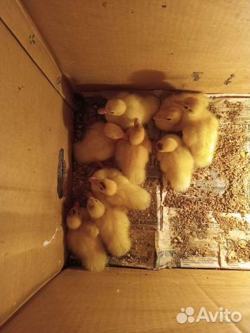 Утята индоутки