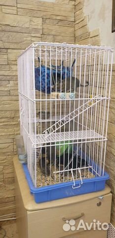 Белки дегу с клеткой и всем необходимым