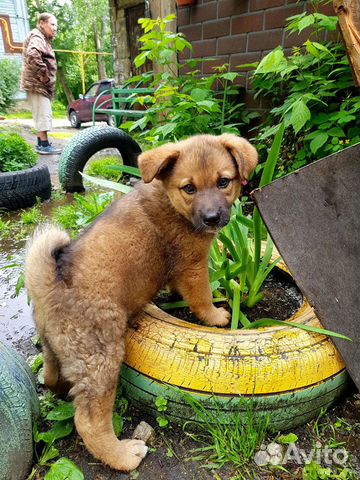 Малышка Апельсинка - море радости, в дар
