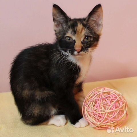 Котенок Вишня