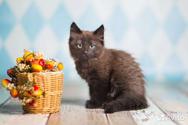 Котёнок Исида, 2 месяца
