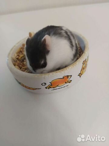 Джунгарский хомяк бесплатно