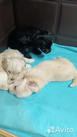 Маленькие собачки