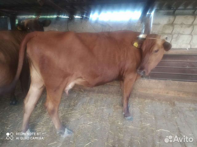 Корова с теленком