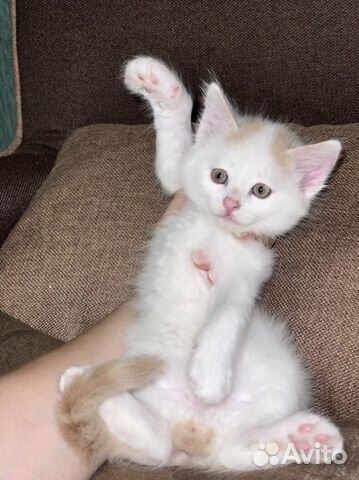 Котенок белый - рыжий домашний
