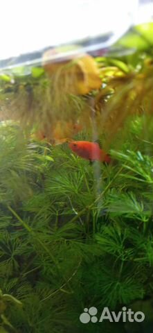 Аквариумные рыбки Пецилии