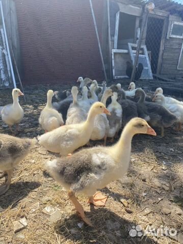 Гусь Линда и крупный серый