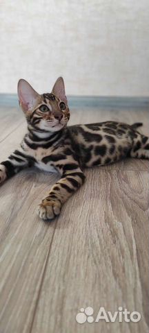 Бенгальские котята с документами
