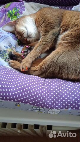 Абиссинская кошка