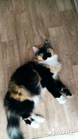 Кошка в дар