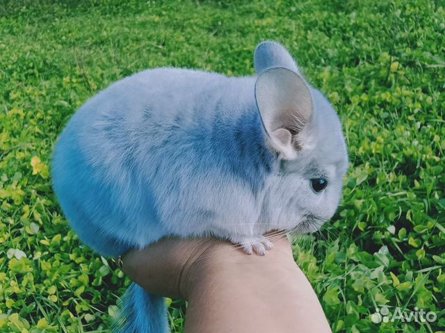 Шиншилла гб на