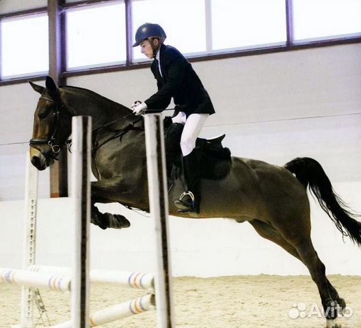 Продажа лошадей