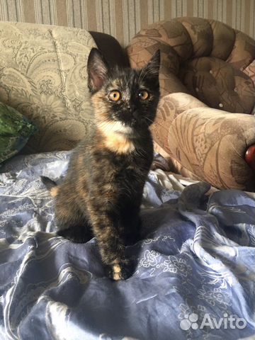 Кошечка