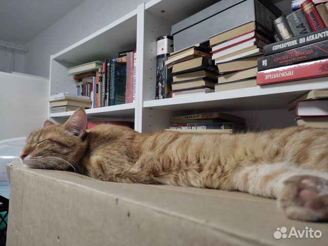 Кот