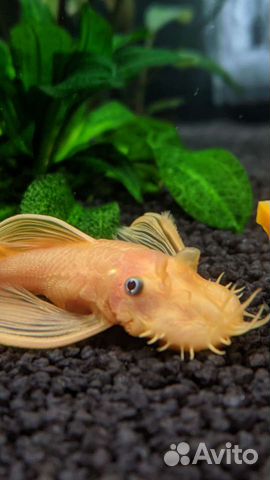 Анциструс l144 вуаль (самец)