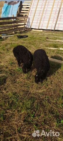 Барашек курдючной породы