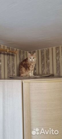 Кошка курильский бобтейл в дар