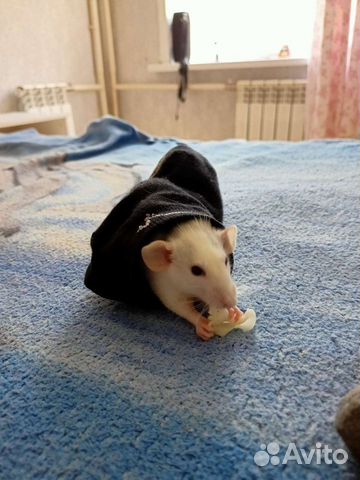 Крыска мальчик