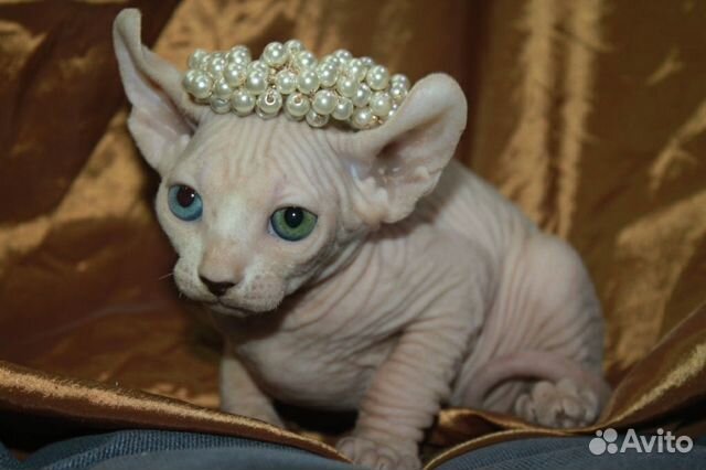 Разноглазый эльфенок