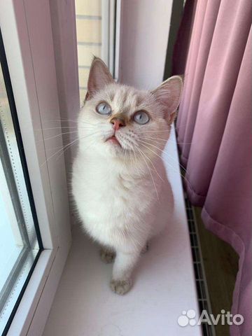 Британская короткошерстная кошка