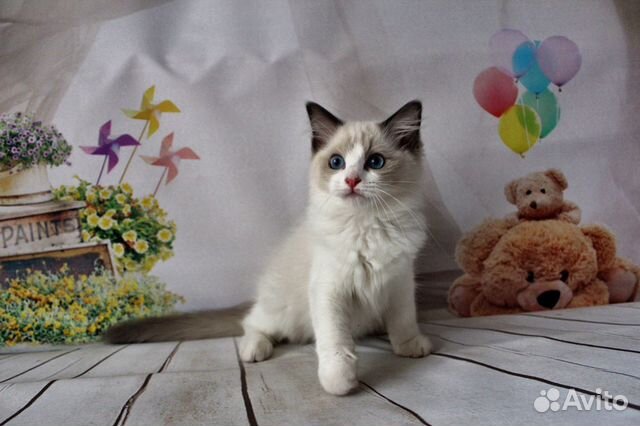 Ragdoll котенок-кошечка