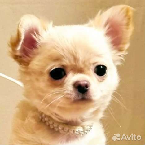 Щенки чихуахуа большой выбор разные цены