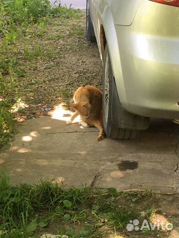 Котенок в добрые руки