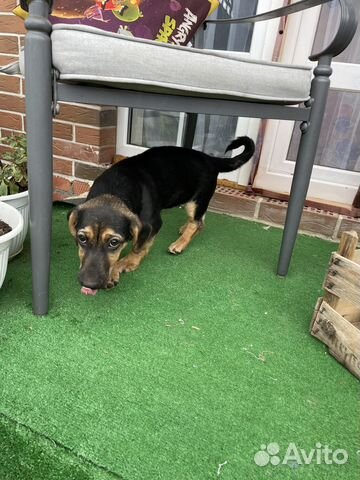 Милейший коротколапый щенок