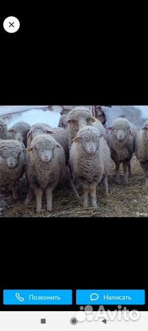 Бараны меринос